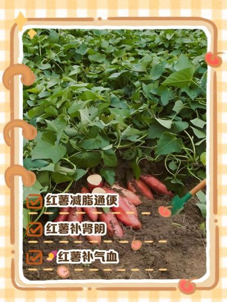 番薯能减肥吗_番薯的功效与作用-第3张图片-山城妙识 番薯能减肥吗_番薯的功效与作用-第3张图片-山城妙识