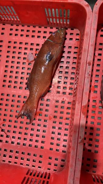 老鼠斑和东星斑哪个贵_价格差异全解析-第1张图片-山城妙识 老鼠斑和东星斑哪个贵_价格差异全解析-第1张图片-山城妙识