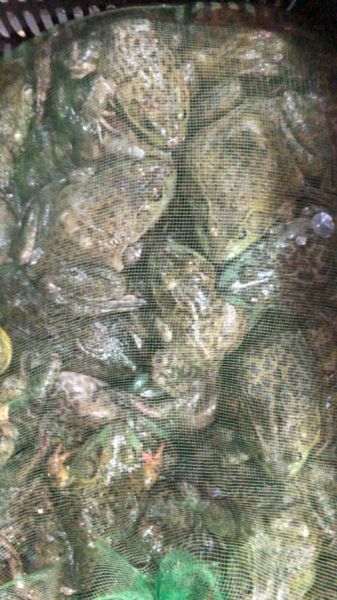 牛蛙图片多少钱一斤_牛蛙批发价格行情-第1张图片-山城妙识 牛蛙图片多少钱一斤_牛蛙批发价格行情-第1张图片-山城妙识