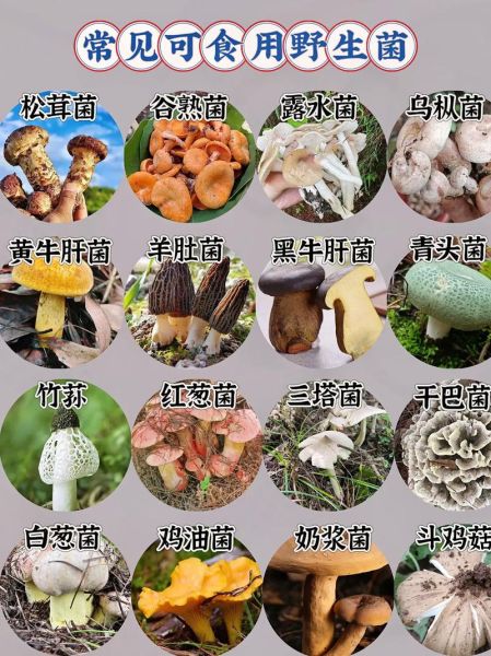 可以吃的野生蘑菇有哪些_如何安全识别可食用野生菌-第1张图片-山城妙识 可以吃的野生蘑菇有哪些_如何安全识别可食用野生菌-第1张图片-山城妙识