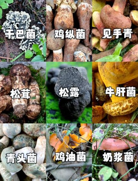 可以吃的野生蘑菇有哪些_如何安全识别可食用野生菌-第3张图片-山城妙识 可以吃的野生蘑菇有哪些_如何安全识别可食用野生菌-第3张图片-山城妙识