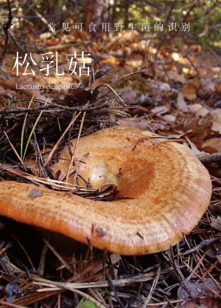可以吃的野生蘑菇有哪些_如何安全识别可食用野生菌-第2张图片-山城妙识 可以吃的野生蘑菇有哪些_如何安全识别可食用野生菌-第2张图片-山城妙识