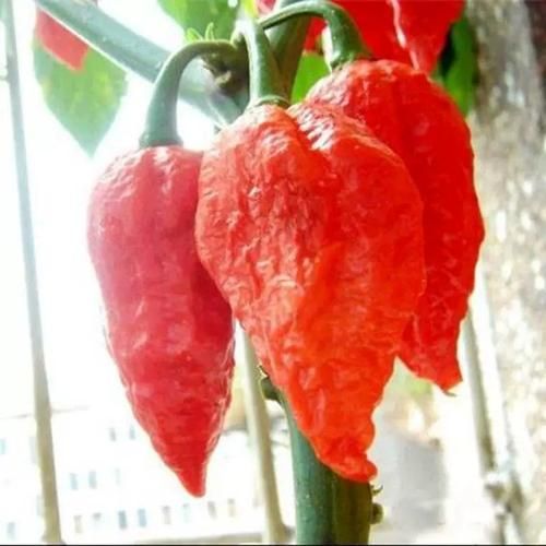 吃龙息辣椒会死吗_龙息辣椒致死案例-第3张图片-山城妙识 吃龙息辣椒会死吗_龙息辣椒致死案例-第3张图片-山城妙识