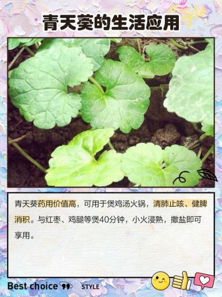 青天葵的功效与作用_青天葵怎么吃效果最好-第1张图片-山城妙识 青天葵的功效与作用_青天葵怎么吃效果最好-第1张图片-山城妙识