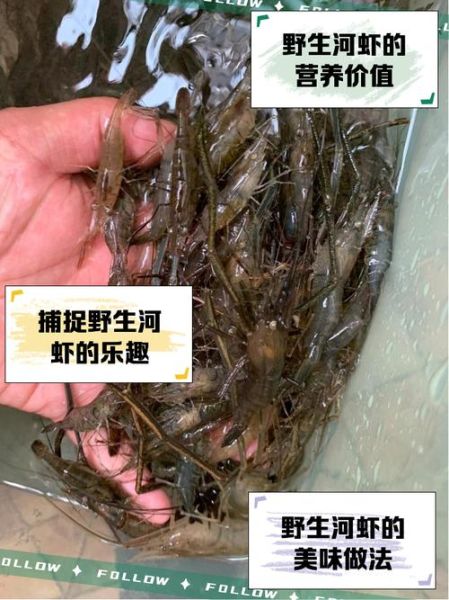 河虾的营养价值_河虾不能和什么一起吃-第1张图片-山城妙识 河虾的营养价值_河虾不能和什么一起吃-第1张图片-山城妙识