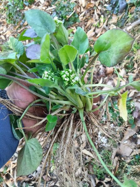 和荸荠相似的植物有哪些_怎么区分-第3张图片-山城妙识