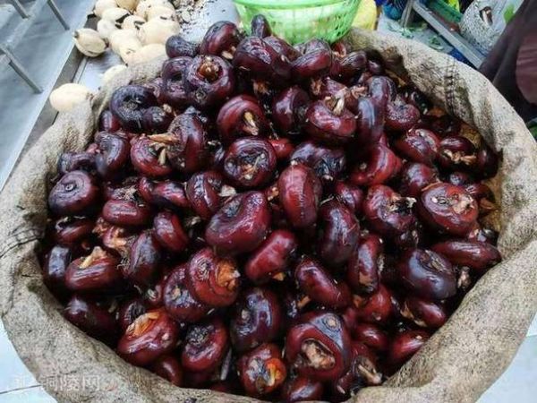 和荸荠相似的植物有哪些_怎么区分-第2张图片-山城妙识