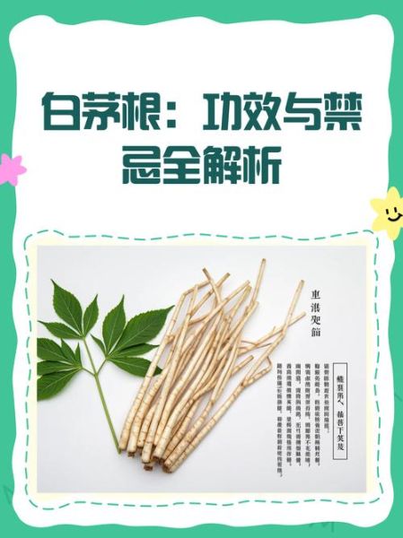 白茅根晚上不能喝_白茅根晚上喝会失眠吗-第2张图片-山城妙识