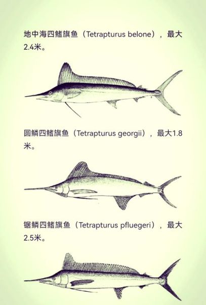 旗鱼多少钱一斤_旗鱼价格为什么波动大-第3张图片-山城妙识 旗鱼多少钱一斤_旗鱼价格为什么波动大-第3张图片-山城妙识