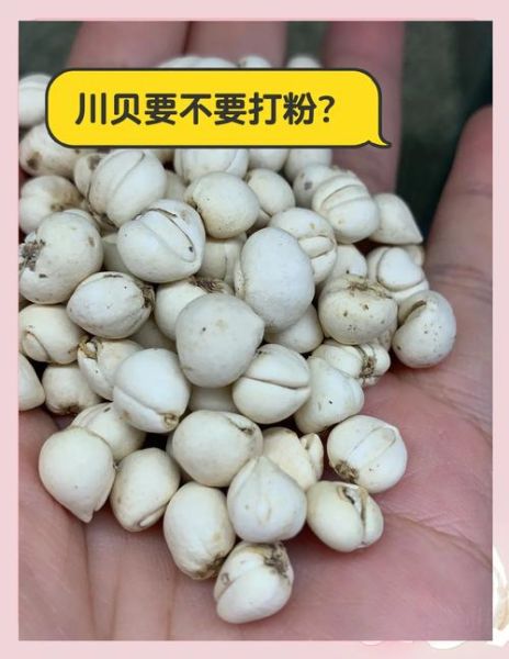 4岁川贝粉用量_川贝粉一次吃多少-第1张图片-山城妙识 4岁川贝粉用量_川贝粉一次吃多少-第1张图片-山城妙识