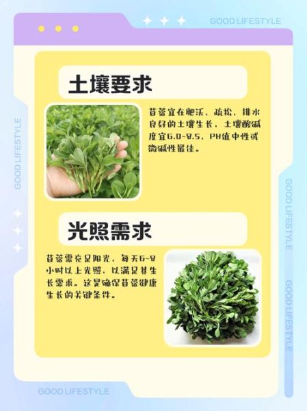 苜蓿草怎么种_苜蓿草种植方法步骤-第1张图片-山城妙识 苜蓿草怎么种_苜蓿草种植方法步骤-第1张图片-山城妙识