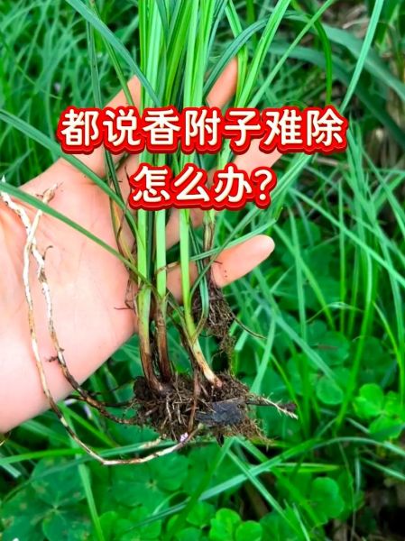 香附的功效与作用_香附怎么泡水喝-第1张图片-山城妙识 香附的功效与作用_香附怎么泡水喝-第1张图片-山城妙识