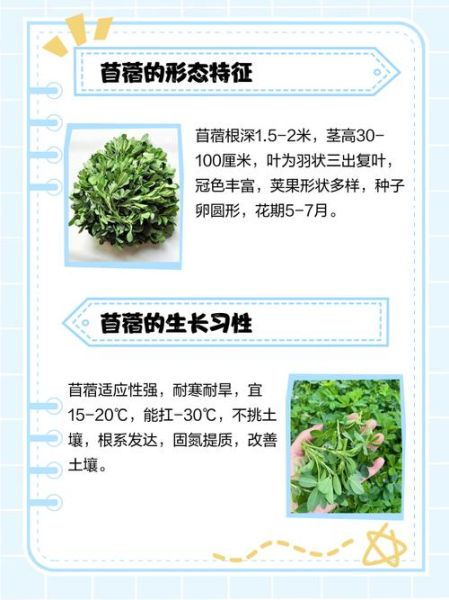 苜蓿草怎么种_苜蓿草种植方法步骤-第3张图片-山城妙识 苜蓿草怎么种_苜蓿草种植方法步骤-第3张图片-山城妙识