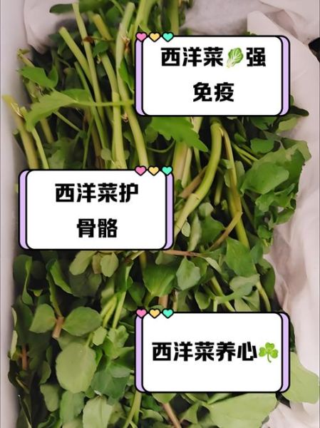 西洋菜什么时候当季_西洋菜最佳采摘月份-第3张图片-山城妙识 西洋菜什么时候当季_西洋菜最佳采摘月份-第3张图片-山城妙识