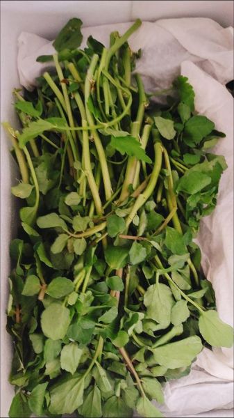 西洋菜什么时候当季_西洋菜最佳采摘月份-第1张图片-山城妙识 西洋菜什么时候当季_西洋菜最佳采摘月份-第1张图片-山城妙识