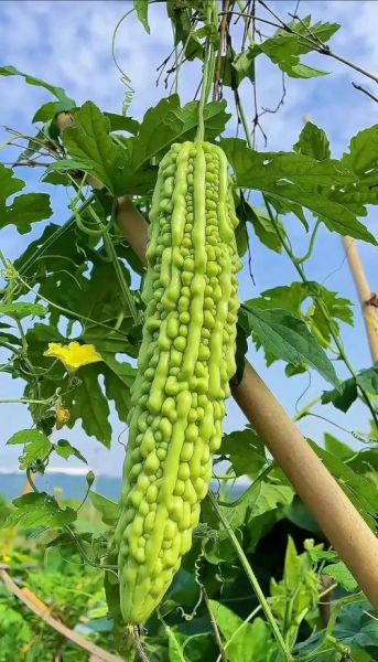 凉拌苦瓜的功效与作用_苦瓜凉拌吃能减肥吗-第1张图片-山城妙识 凉拌苦瓜的功效与作用_苦瓜凉拌吃能减肥吗-第1张图片-山城妙识