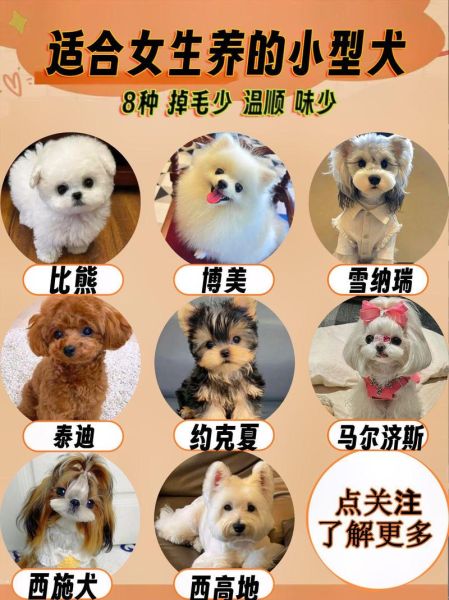 小型犬品种大全_适合家养不掉毛的小型犬有哪些-第1张图片-山城妙识