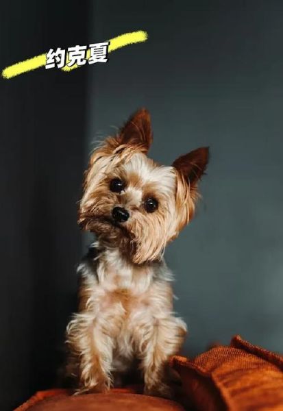 小型犬品种大全_适合家养不掉毛的小型犬有哪些-第3张图片-山城妙识