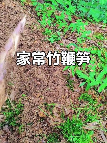 鞭笋怎么做好吃_鞭笋图片大全-第1张图片-山城妙识 鞭笋怎么做好吃_鞭笋图片大全-第1张图片-山城妙识