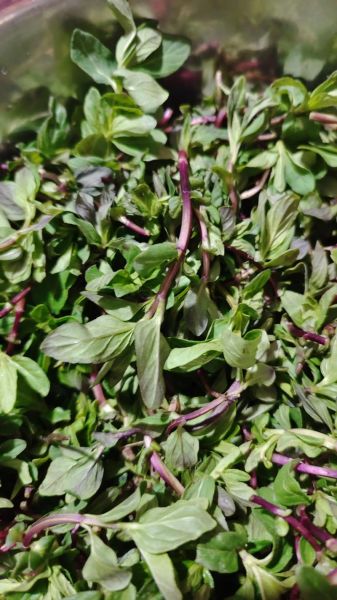 农村野菜有哪些_农村野菜怎么做好吃-第1张图片-山城妙识 农村野菜有哪些_农村野菜怎么做好吃-第1张图片-山城妙识