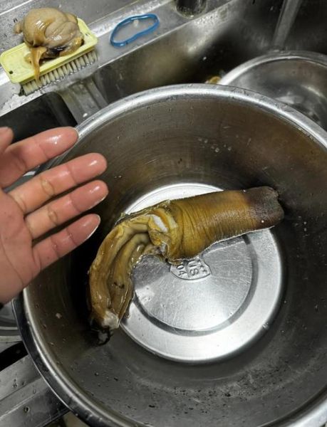 象拔蚌可以用来那样吗_象拔蚌的另类用法安全吗-第1张图片-山城妙识