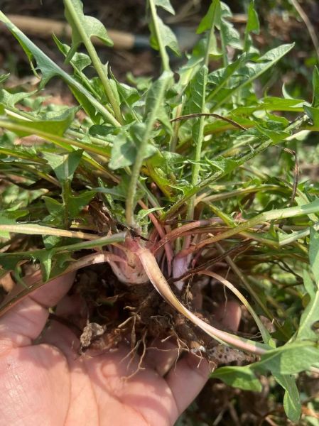 野生蒲公英有几种_蒲公英品种大全-第1张图片-山城妙识 野生蒲公英有几种_蒲公英品种大全-第1张图片-山城妙识