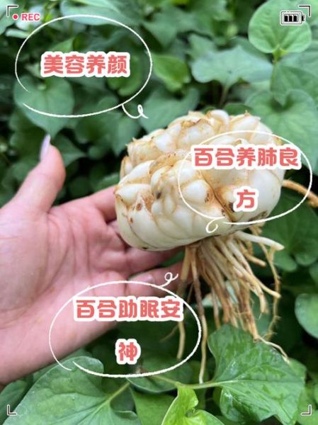 百合的功效与作用有哪些_百合的食用方法有哪些-第2张图片-山城妙识 百合的功效与作用有哪些_百合的食用方法有哪些-第2张图片-山城妙识