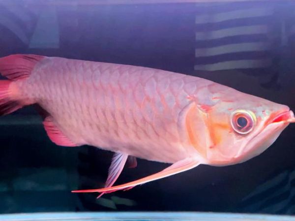 十大名贵观赏鱼有哪些_为什么龙鱼价格最高-第2张图片-山城妙识 十大名贵观赏鱼有哪些_为什么龙鱼价格最高-第2张图片-山城妙识