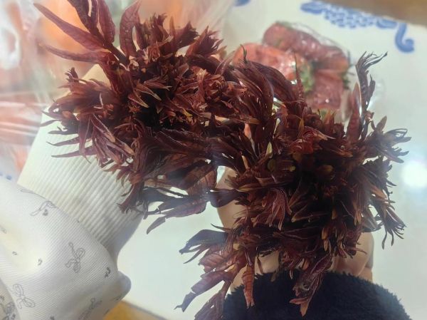 干香椿叶泡水喝的功效_干香椿叶泡水怎么喝-第3张图片-山城妙识