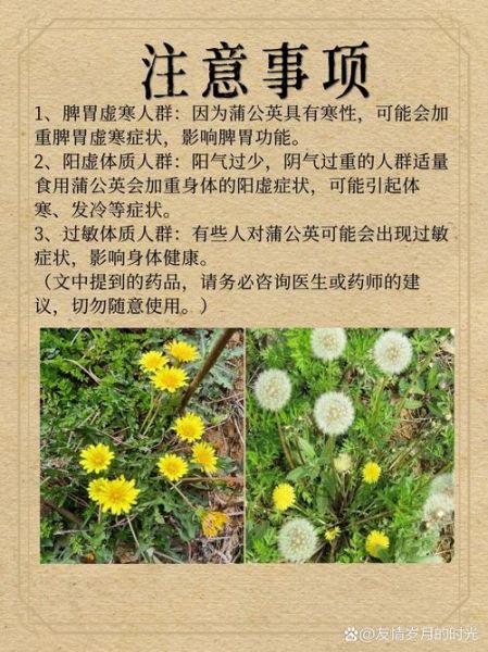 蒲公英的功效与作用_三类人不能喝-第2张图片-山城妙识