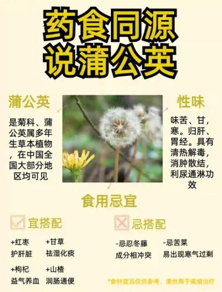 蒲公英的功效与作用_三类人不能喝-第1张图片-山城妙识