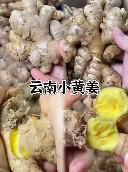 小黄姜和普通生姜的区别_哪个更好-第3张图片-山城妙识 小黄姜和普通生姜的区别_哪个更好-第3张图片-山城妙识