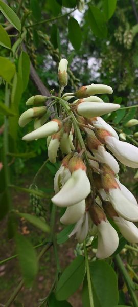 干洋槐花的功效与作用_干洋槐花怎么吃效果最好-第2张图片-山城妙识 干洋槐花的功效与作用_干洋槐花怎么吃效果最好-第2张图片-山城妙识