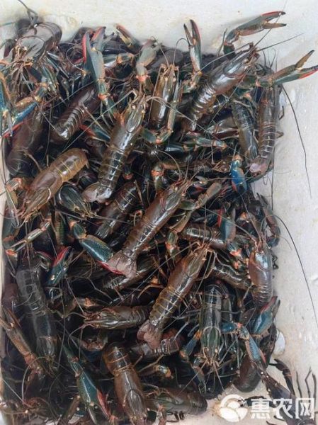 澳洲淡水龙虾养殖方法_如何养好澳洲淡水龙虾-第2张图片-山城妙识 澳洲淡水龙虾养殖方法_如何养好澳洲淡水龙虾-第2张图片-山城妙识