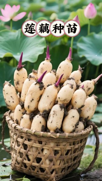 莲藕什么时候种_莲藕种植最佳时间-第1张图片-山城妙识 莲藕什么时候种_莲藕种植最佳时间-第1张图片-山城妙识