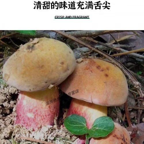 牛肚菌怎么做好吃_牛肚菌的功效与作用-第3张图片-山城妙识 牛肚菌怎么做好吃_牛肚菌的功效与作用-第3张图片-山城妙识