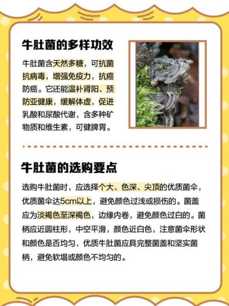 牛肚菌怎么做好吃_牛肚菌的功效与作用-第2张图片-山城妙识 牛肚菌怎么做好吃_牛肚菌的功效与作用-第2张图片-山城妙识