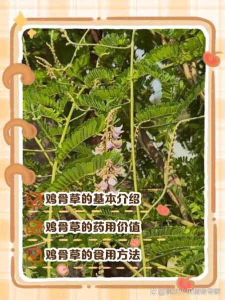 鸡骨草的功效与作用_鸡骨草可以长期喝吗-第1张图片-山城妙识 鸡骨草的功效与作用_鸡骨草可以长期喝吗-第1张图片-山城妙识