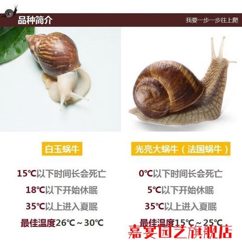 法国蜗牛多少钱一只_法国蜗牛价格表-第2张图片-山城妙识 法国蜗牛多少钱一只_法国蜗牛价格表-第2张图片-山城妙识