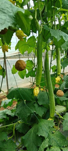 吊方瓜的功效与作用_吊方瓜怎么吃效果最好-第3张图片-山城妙识 吊方瓜的功效与作用_吊方瓜怎么吃效果最好-第3张图片-山城妙识