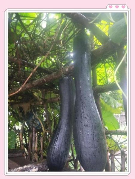 吊方瓜的功效与作用_吊方瓜怎么吃效果最好-第1张图片-山城妙识 吊方瓜的功效与作用_吊方瓜怎么吃效果最好-第1张图片-山城妙识