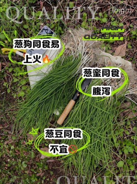 野葱能吃吗_野葱怎么吃安全-第1张图片-山城妙识
