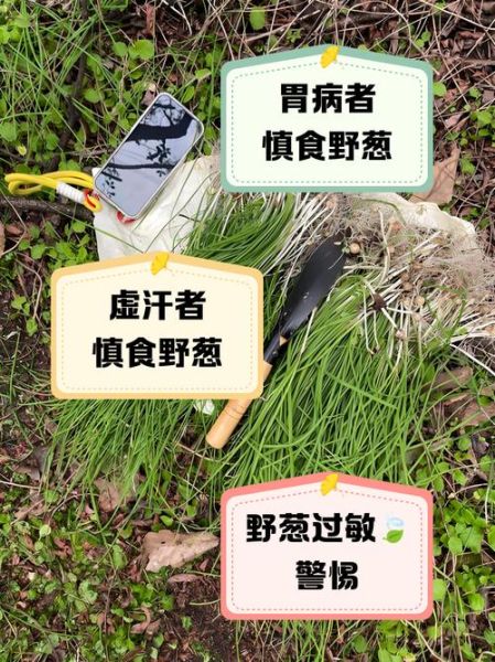 野葱能吃吗_野葱怎么吃安全-第3张图片-山城妙识