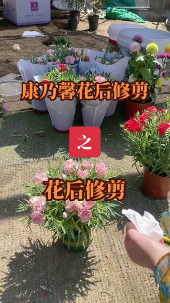 康乃馨俱乐部是什么_如何加入康乃馨俱乐部-第2张图片-山城妙识 康乃馨俱乐部是什么_如何加入康乃馨俱乐部-第2张图片-山城妙识