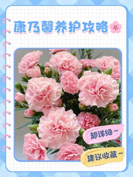 康乃馨俱乐部是什么_如何加入康乃馨俱乐部-第1张图片-山城妙识 康乃馨俱乐部是什么_如何加入康乃馨俱乐部-第1张图片-山城妙识