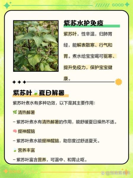 紫苏的功效与作用及副作用_紫苏叶泡水喝的禁忌-第2张图片-山城妙识 紫苏的功效与作用及副作用_紫苏叶泡水喝的禁忌-第2张图片-山城妙识