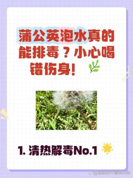 蒲公英泡水喝有什么功效_蒲公英泡水喝的8种搭配-第3张图片-山城妙识 蒲公英泡水喝有什么功效_蒲公英泡水喝的8种搭配-第3张图片-山城妙识