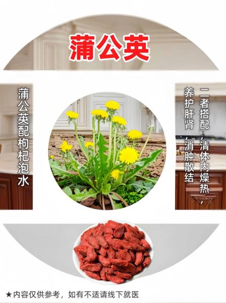 蒲公英泡水喝有什么功效_蒲公英泡水喝的8种搭配-第2张图片-山城妙识 蒲公英泡水喝有什么功效_蒲公英泡水喝的8种搭配-第2张图片-山城妙识