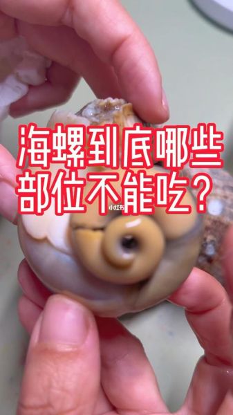 海螺哪些部位不能吃_海螺内脏怎么分辨-第1张图片-山城妙识 海螺哪些部位不能吃_海螺内脏怎么分辨-第1张图片-山城妙识