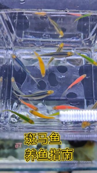 红斑马鱼怎么养_红斑马鱼水温多少合适-第1张图片-山城妙识 红斑马鱼怎么养_红斑马鱼水温多少合适-第1张图片-山城妙识